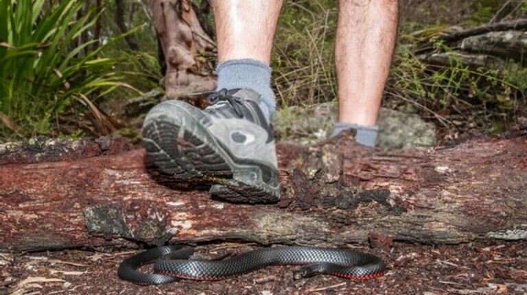 How Do You Protect Yourself Against Snakes When Hiking?